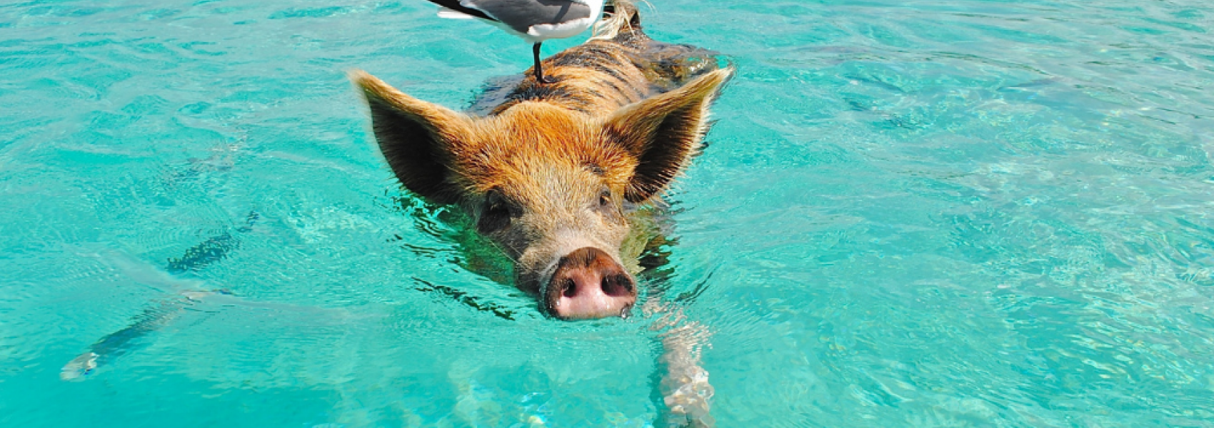 Zwemmen met varkens? Het kan alleen op dit eiland! - citytrip en ...